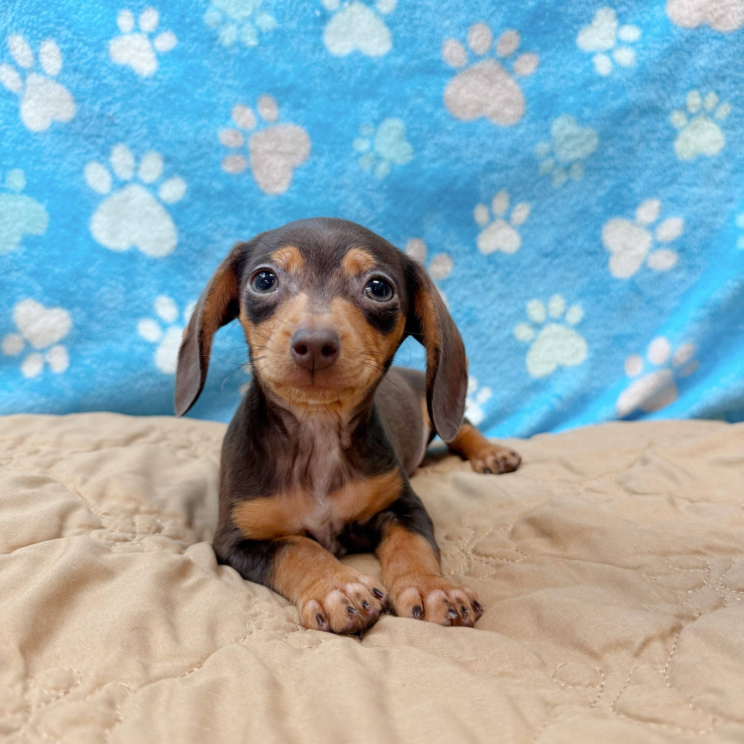 katniss - The Puppy Store Las Vegas