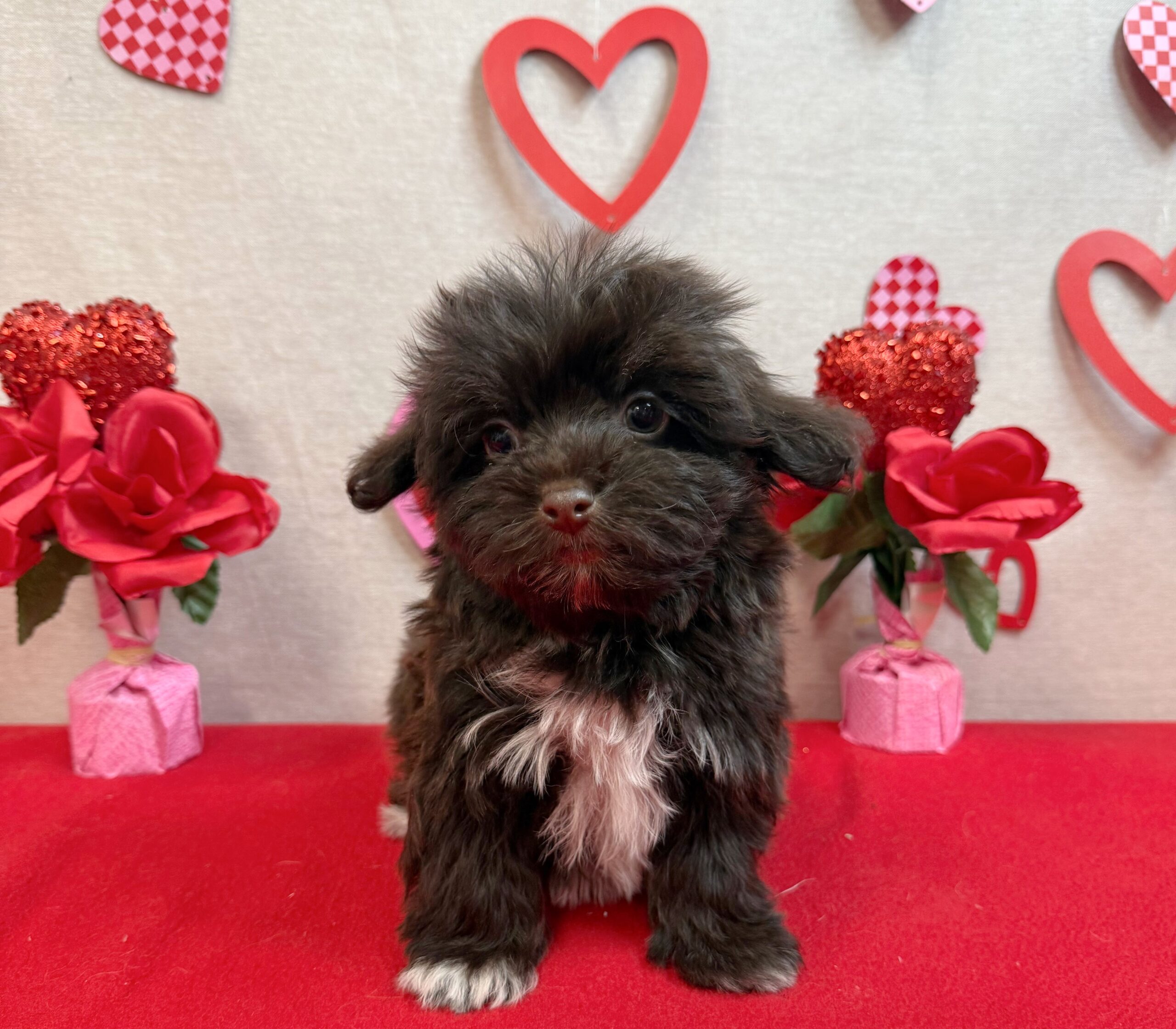 snuggles - The Puppy Store Las Vegas